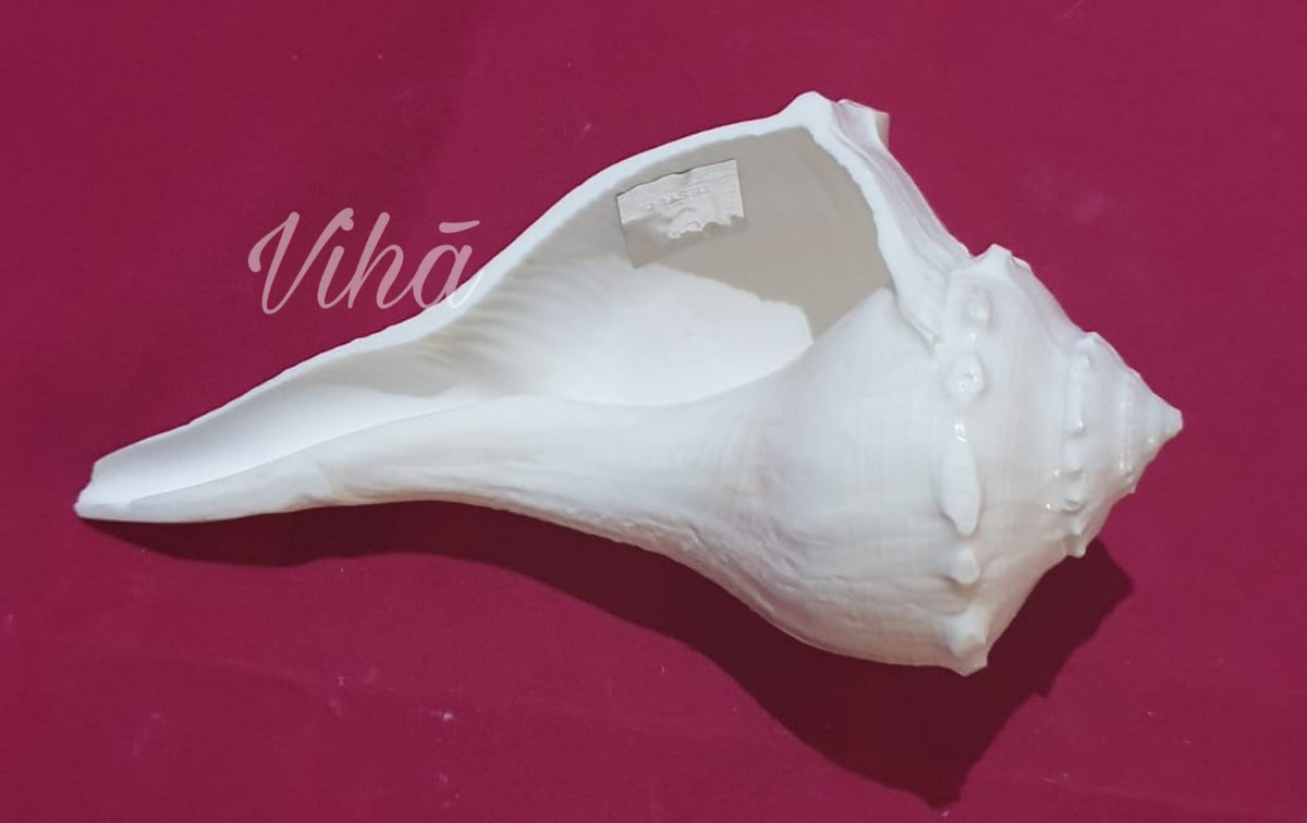 Valampuri Shankh - 5" inches – Viha Online