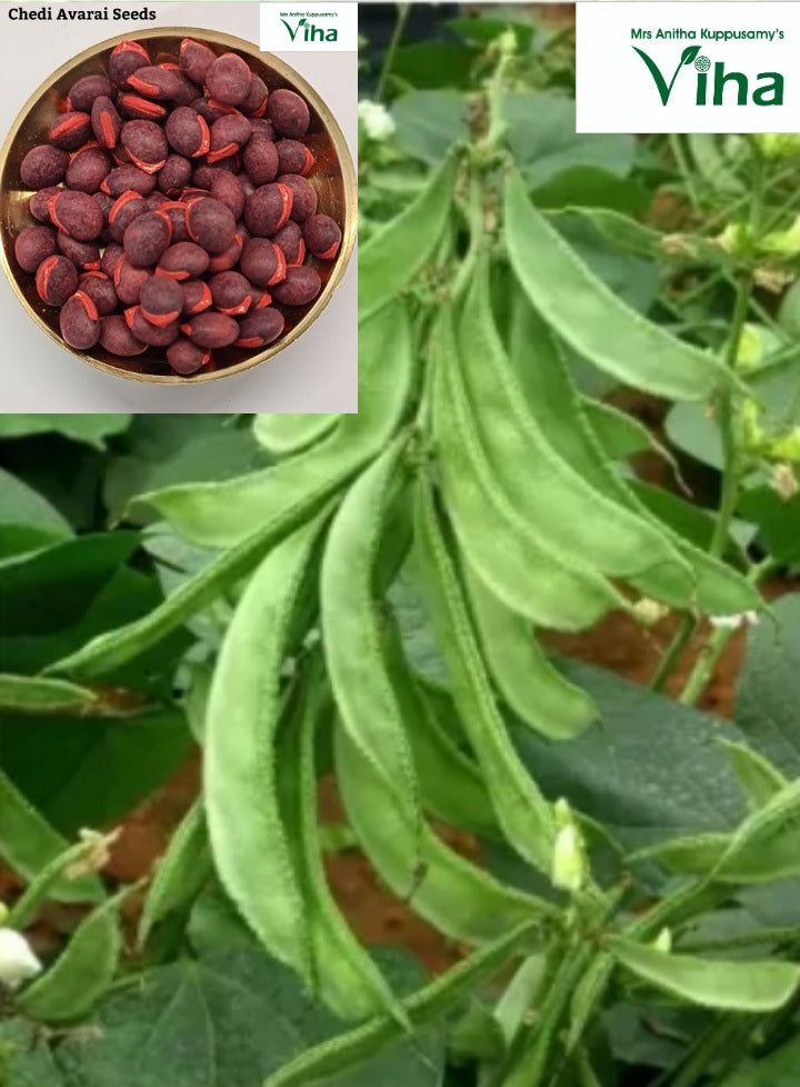 Chedi Avarai Plant Seeds / Sedi Avarai Vidhaigal – Viha Online