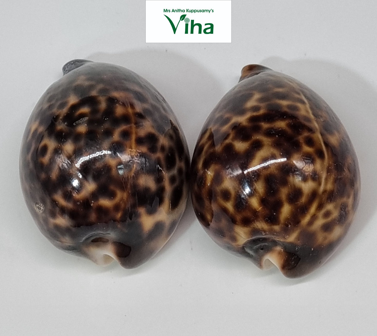 Tiger Cowrie/Shells – Viha Online