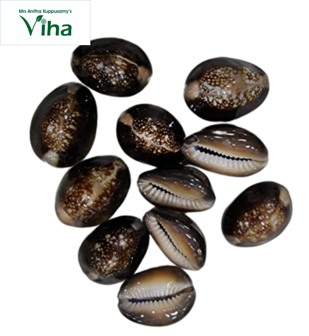 Black Cowrie for Pooja – Viha Online