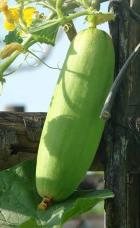 Naattu Vellarikai Seeds / Country Cucumber Seeds / Vellari Pinju Seeds ...